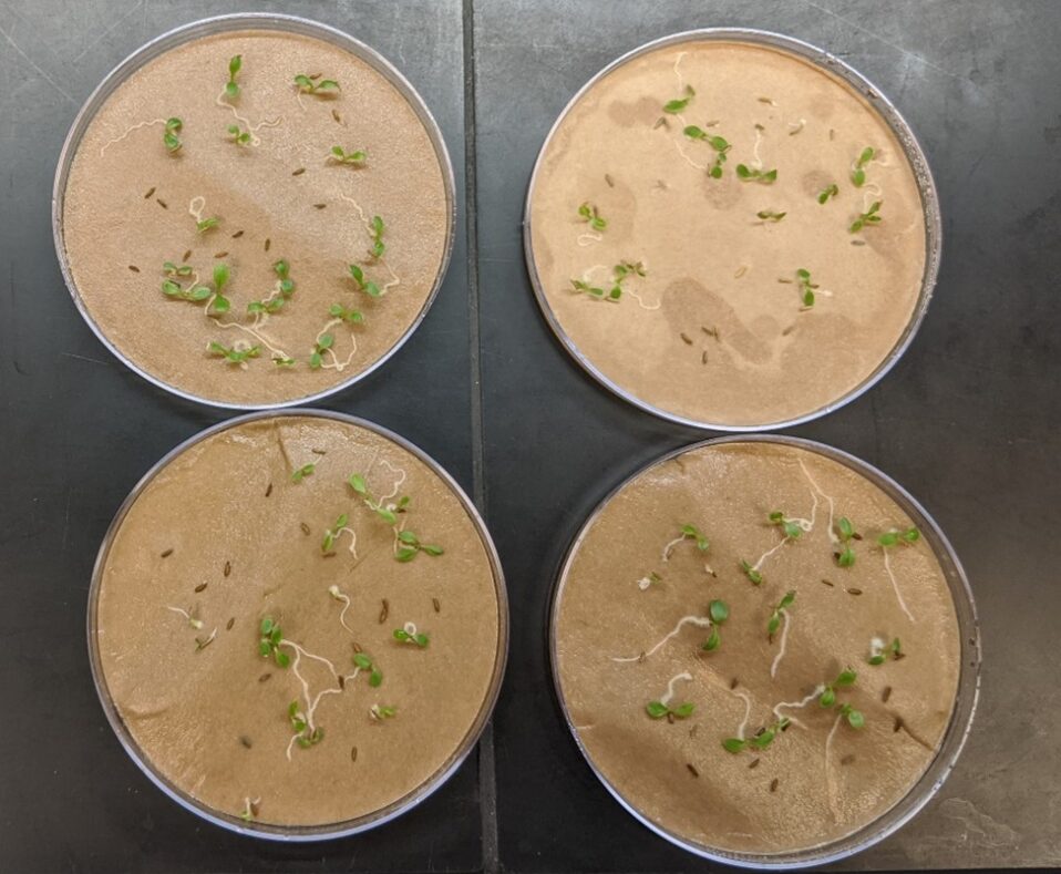 Research Spotlight – Patton Projects (Summer 2024) – Midwest Regional ...